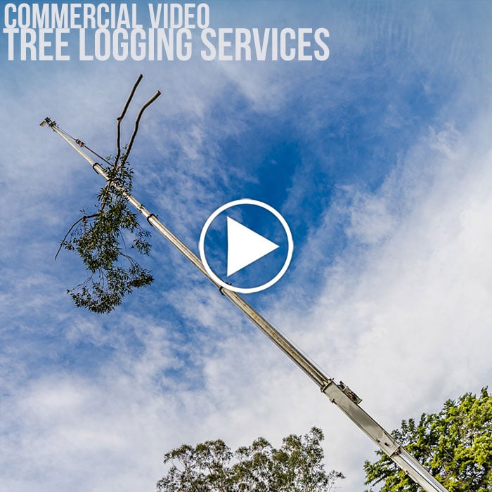 Tree Logging Services Video Production - LensNation Perth